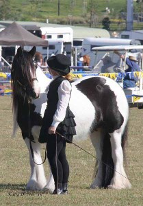 Breed Standard | High Street Gypsy Cobs