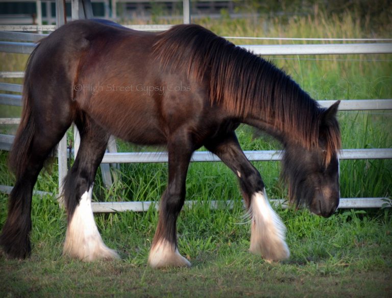 High Street’s Horsehoe’s The Black Madonna – Purebred Gypsy Cob Filly ...
